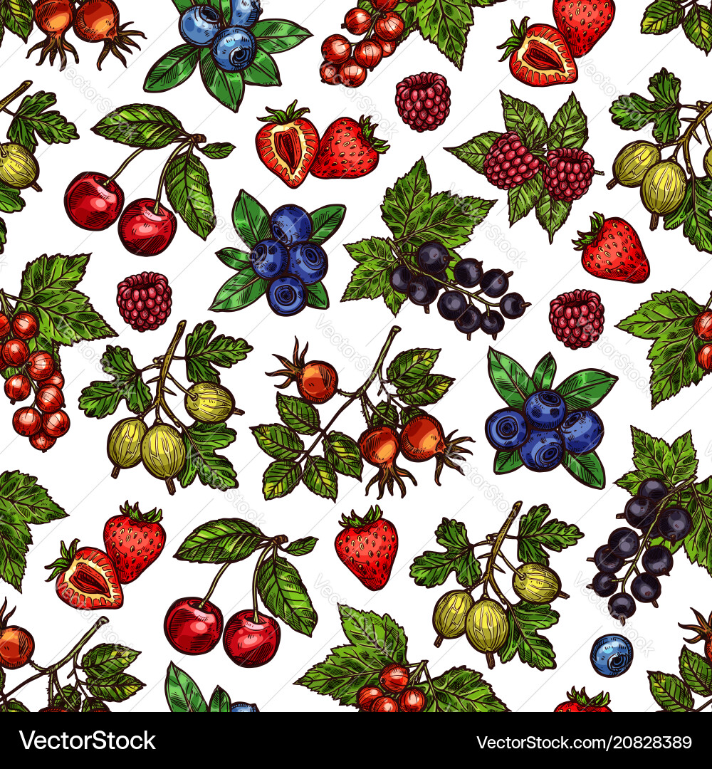 Set of colorful berries Royalty Free Vector Image