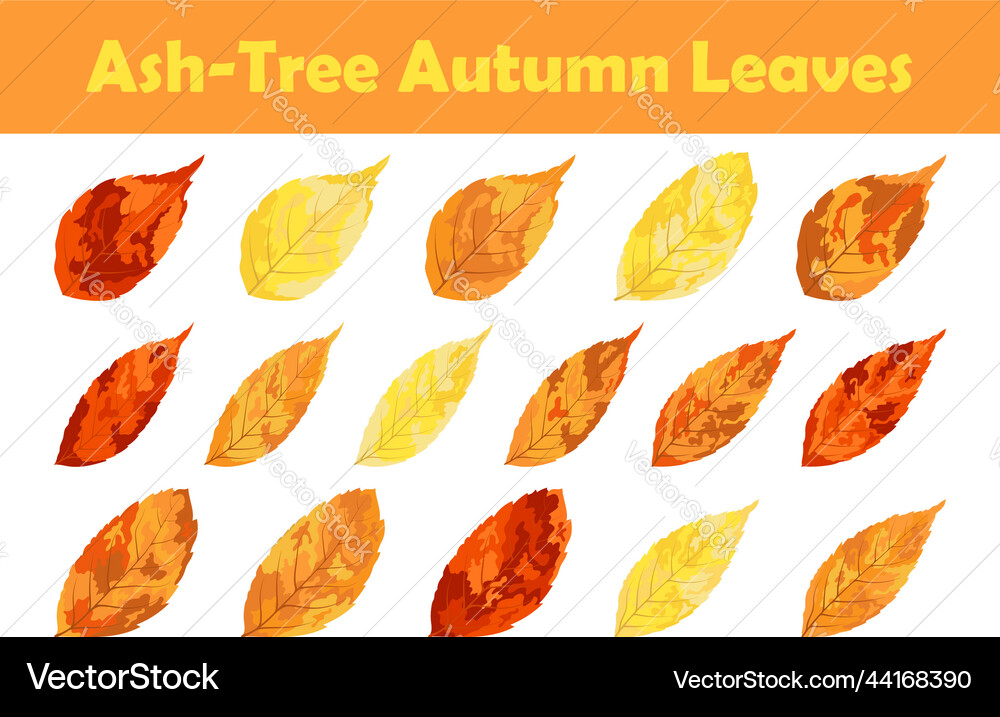 Ash-tree leaf set (44168390) – Royalty-Free Vector | VectorStock