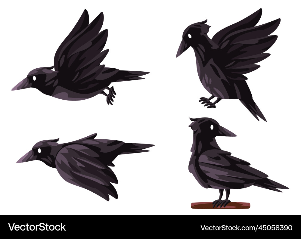 Black crow bird gothic raven corvus poses fly Vector Image