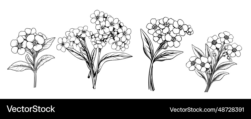 Forget-me-not flower set sketch hand drawn Vector Image