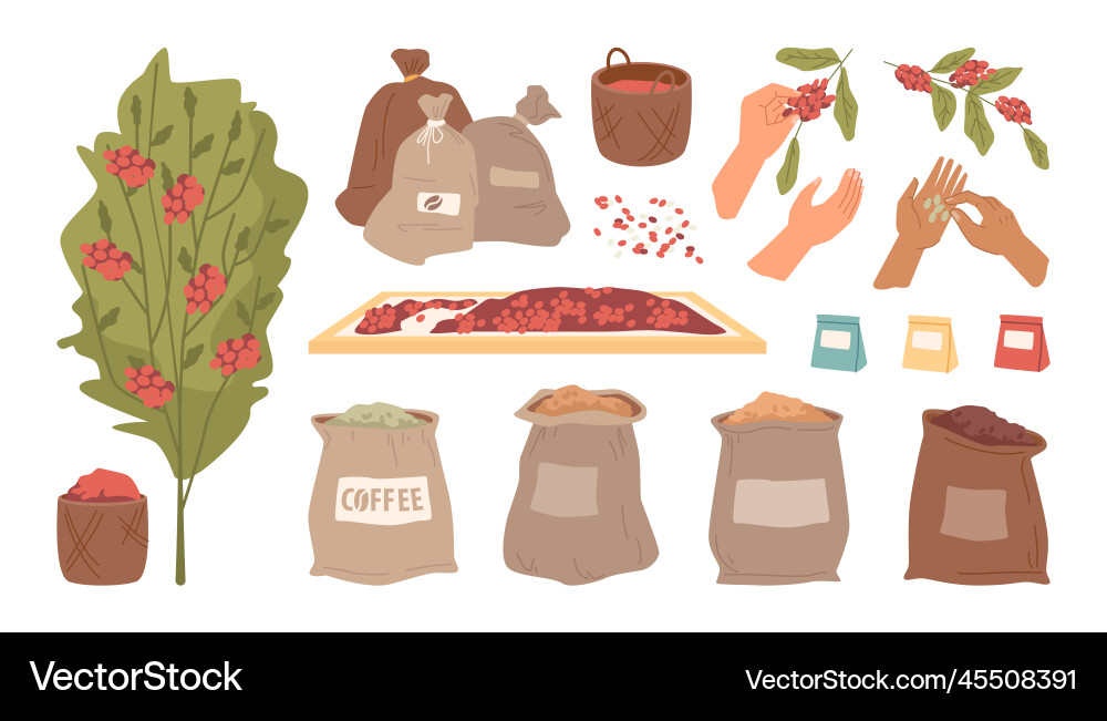 Growing coffee beans at farm plantation Royalty Free Vector