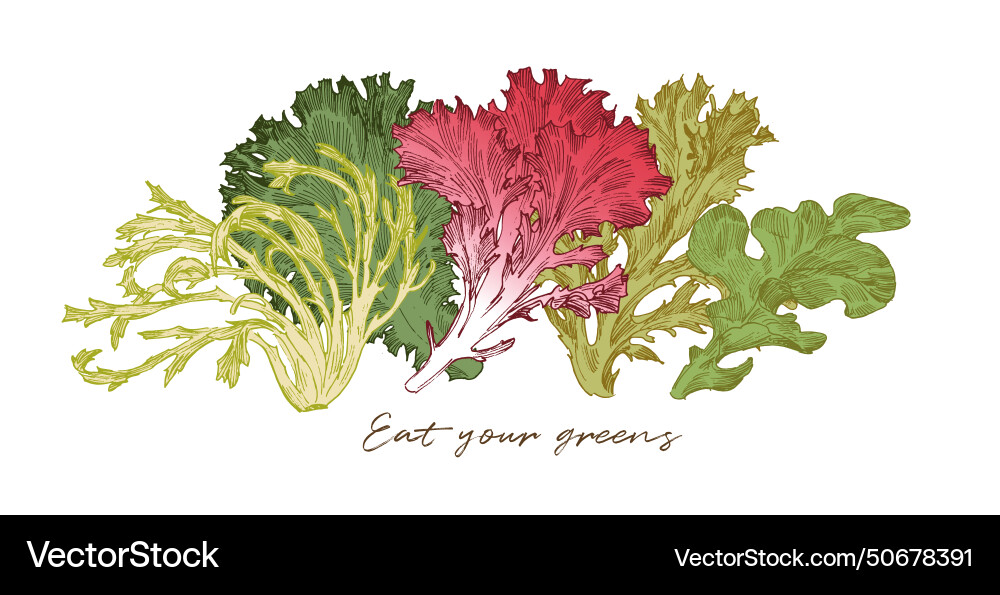 Lettuce leaves engraved horizontal set Royalty Free Vector