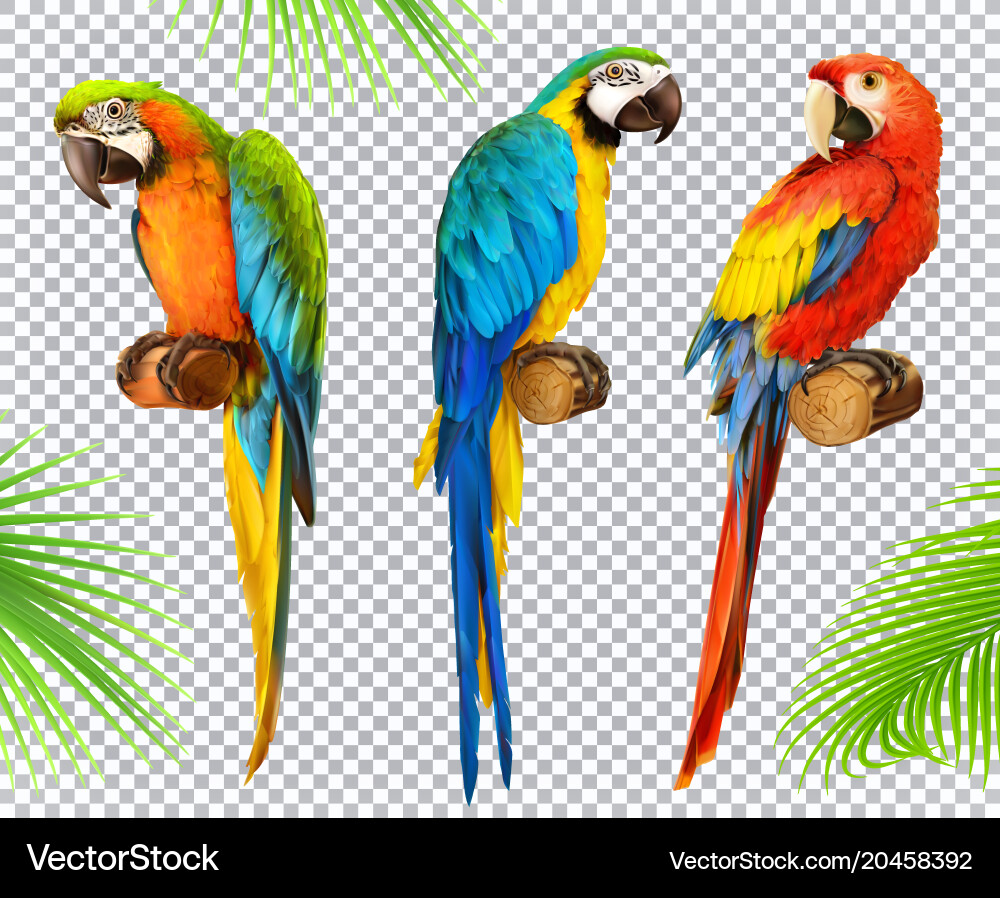 Macaw Vector Images (over 7,500)