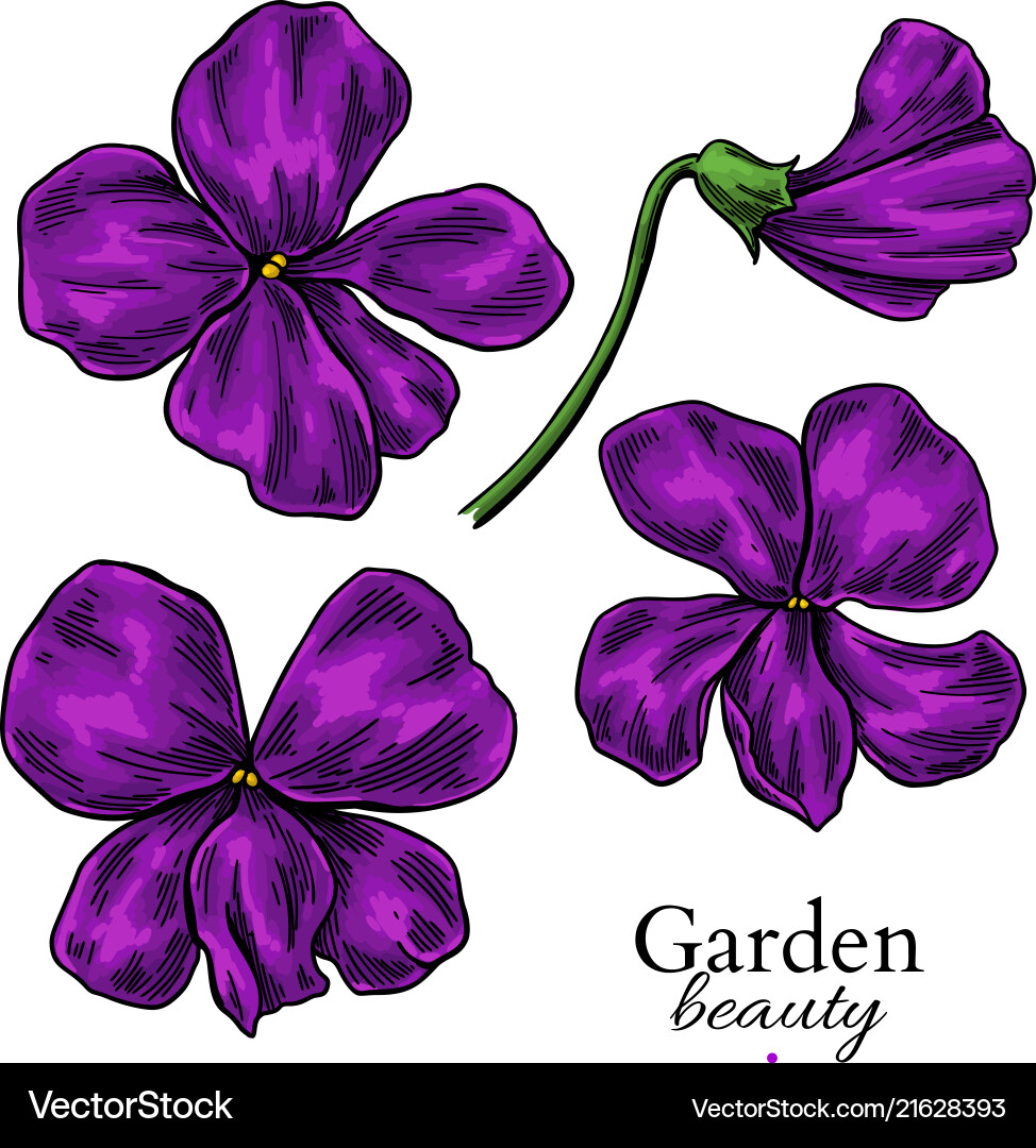 Violet flower drawing hand drawn floral Royalty Free Vector