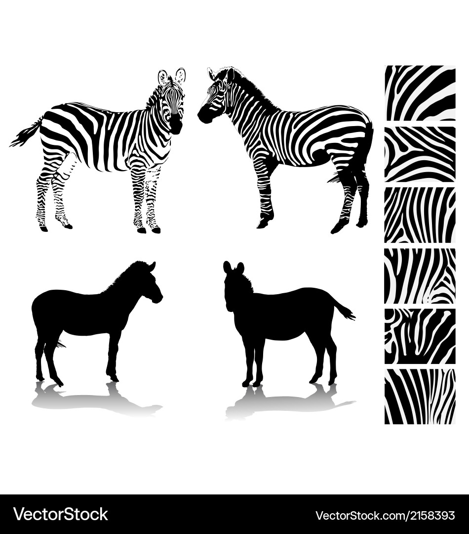 Zebra 1 Royalty Free Vector Image - VectorStock