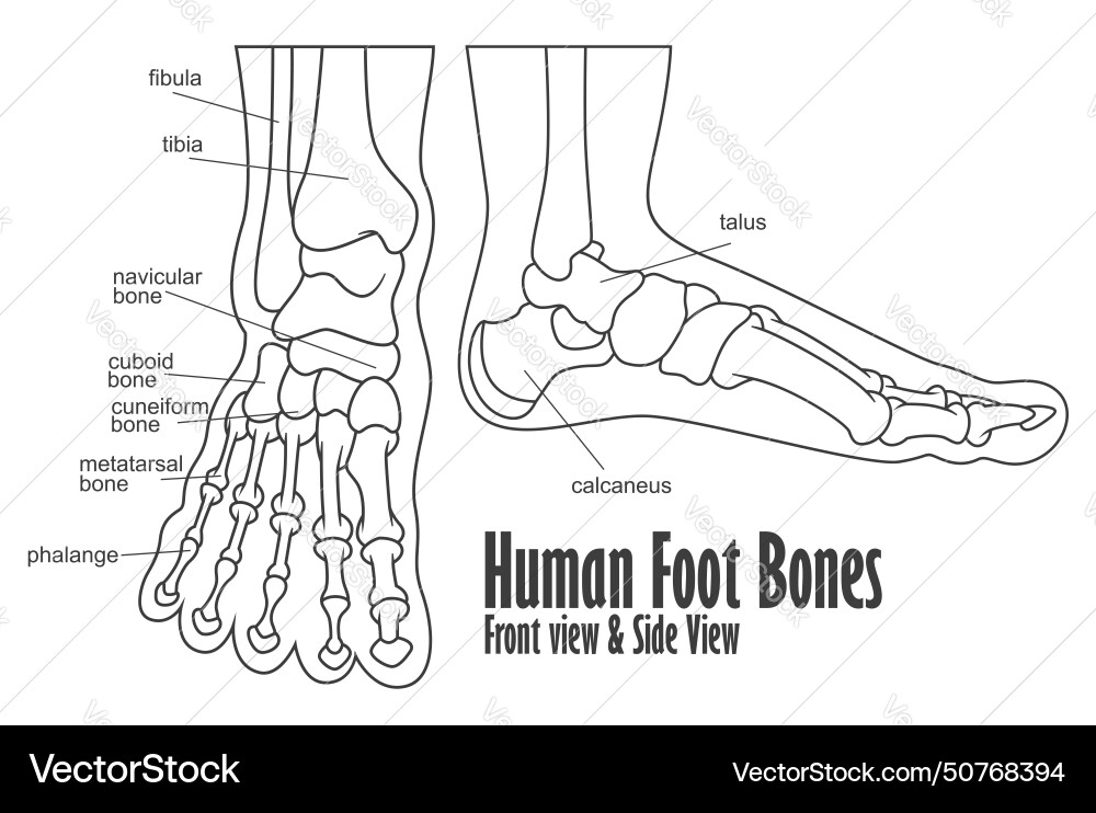 Human foot bones front and side view anatomy Vector Image