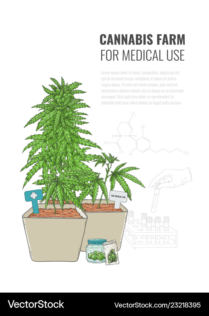 Cannabis Leaves and Hemp Plant Royalty Free Vector Image