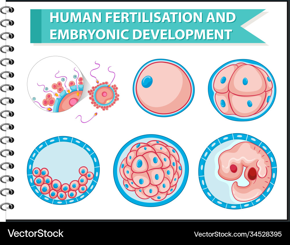 Human fertilisation and embryonic development Vector Image