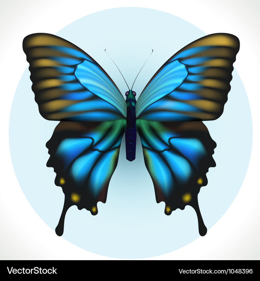 Butterfly Royalty Free Vector Image - VectorStock