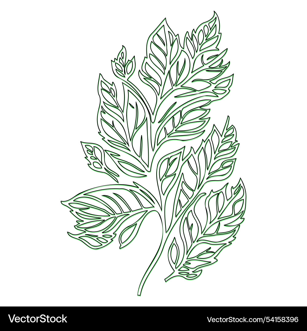 Oak flower outline sketch green Royalty Free Vector Image