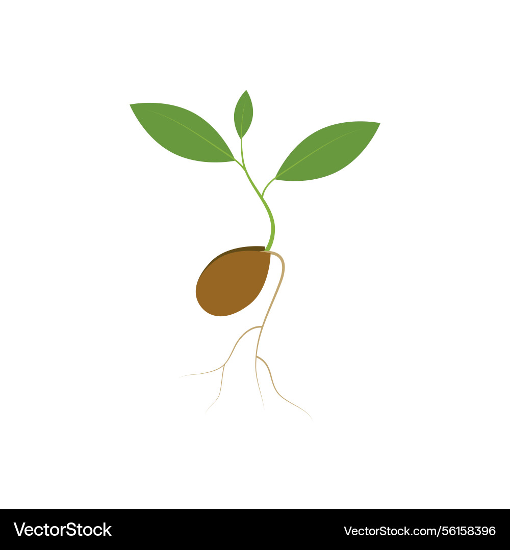 Simple sprouting seed drawing Royalty Free Vector Image