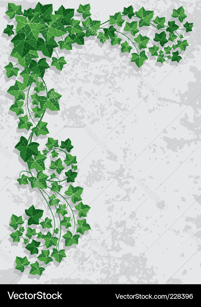 Ivy Pattern Vector Images (over 1,200)