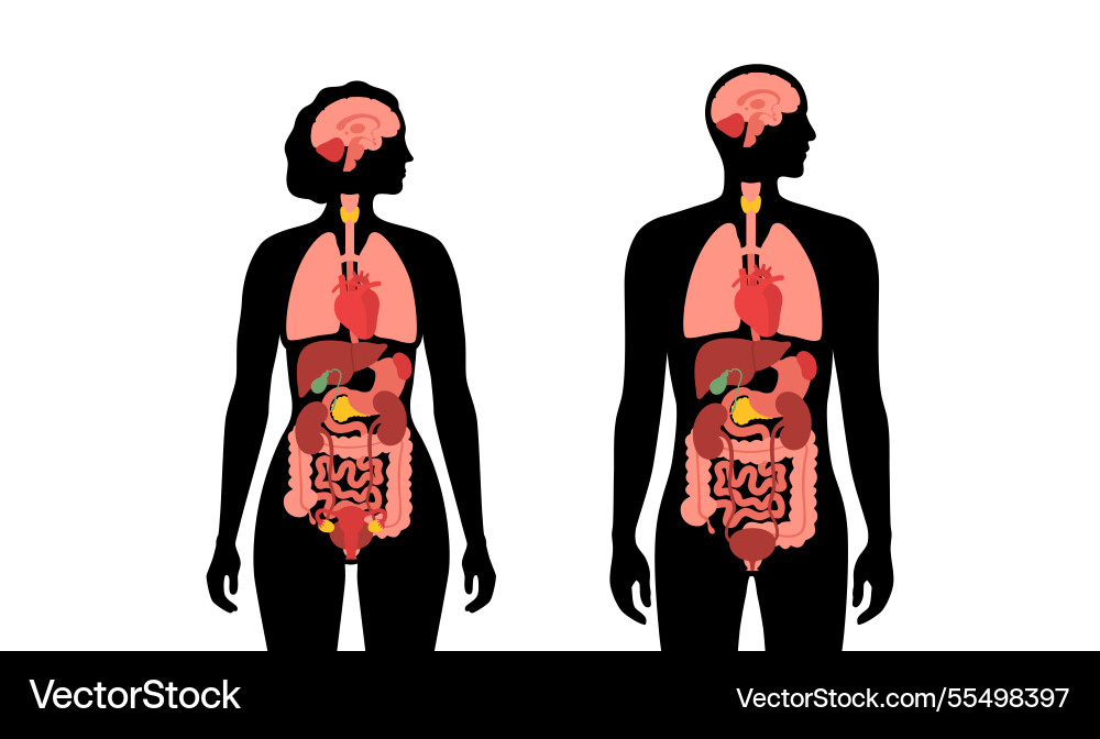 Human internal organs Royalty Free Vector Image