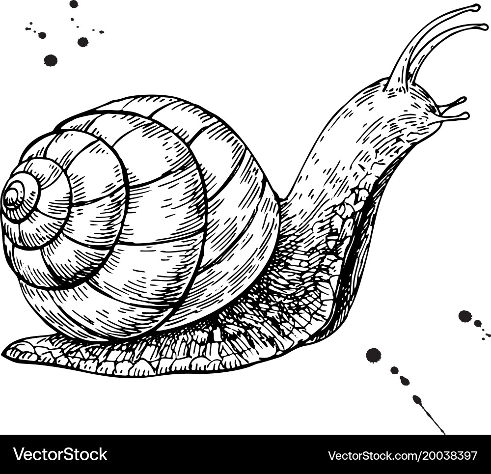 Snail drawing hand drawn isolated sketch Vector Image