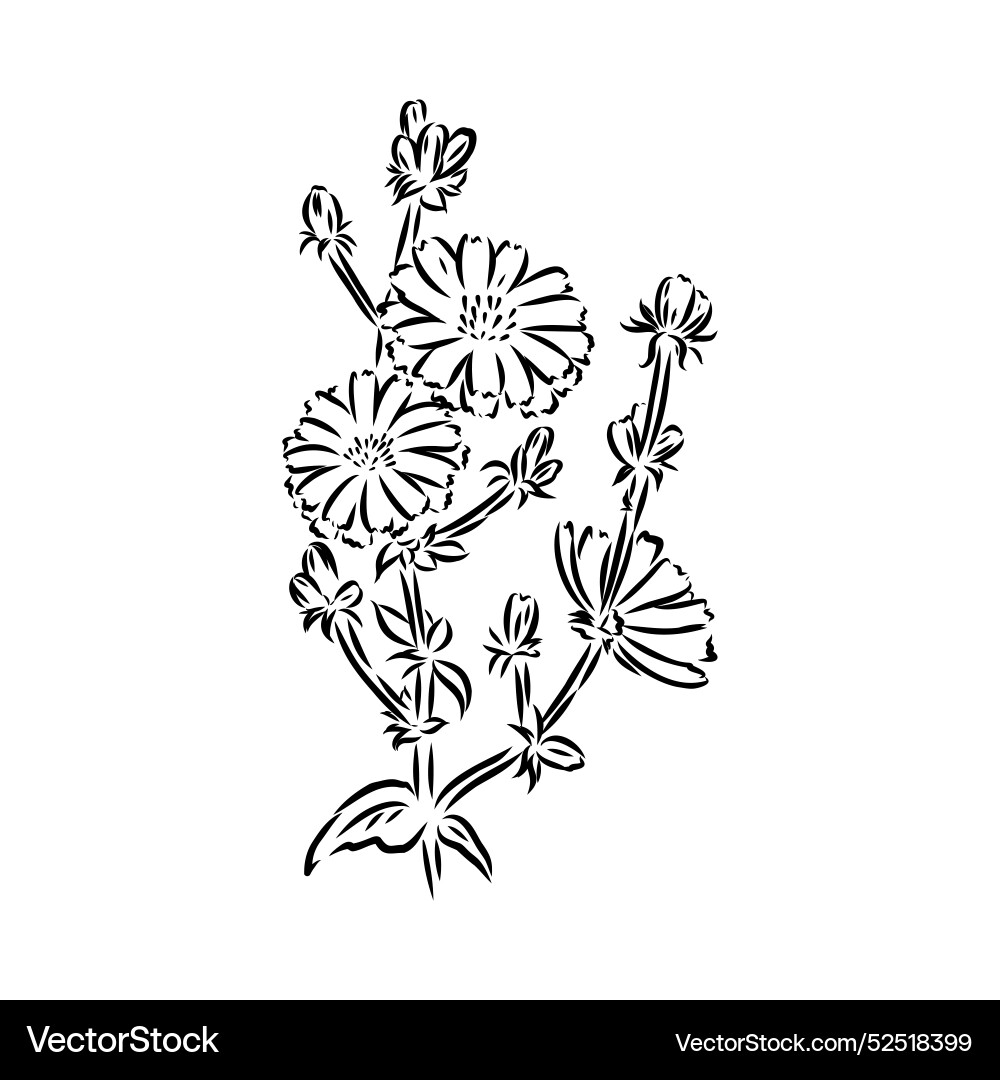 Hand drawing of a chicory flower Royalty Free Vector Image