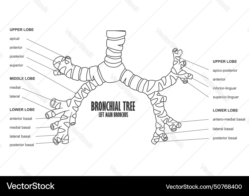 Bronchial tree left main bronchus human anatomy Vector Image