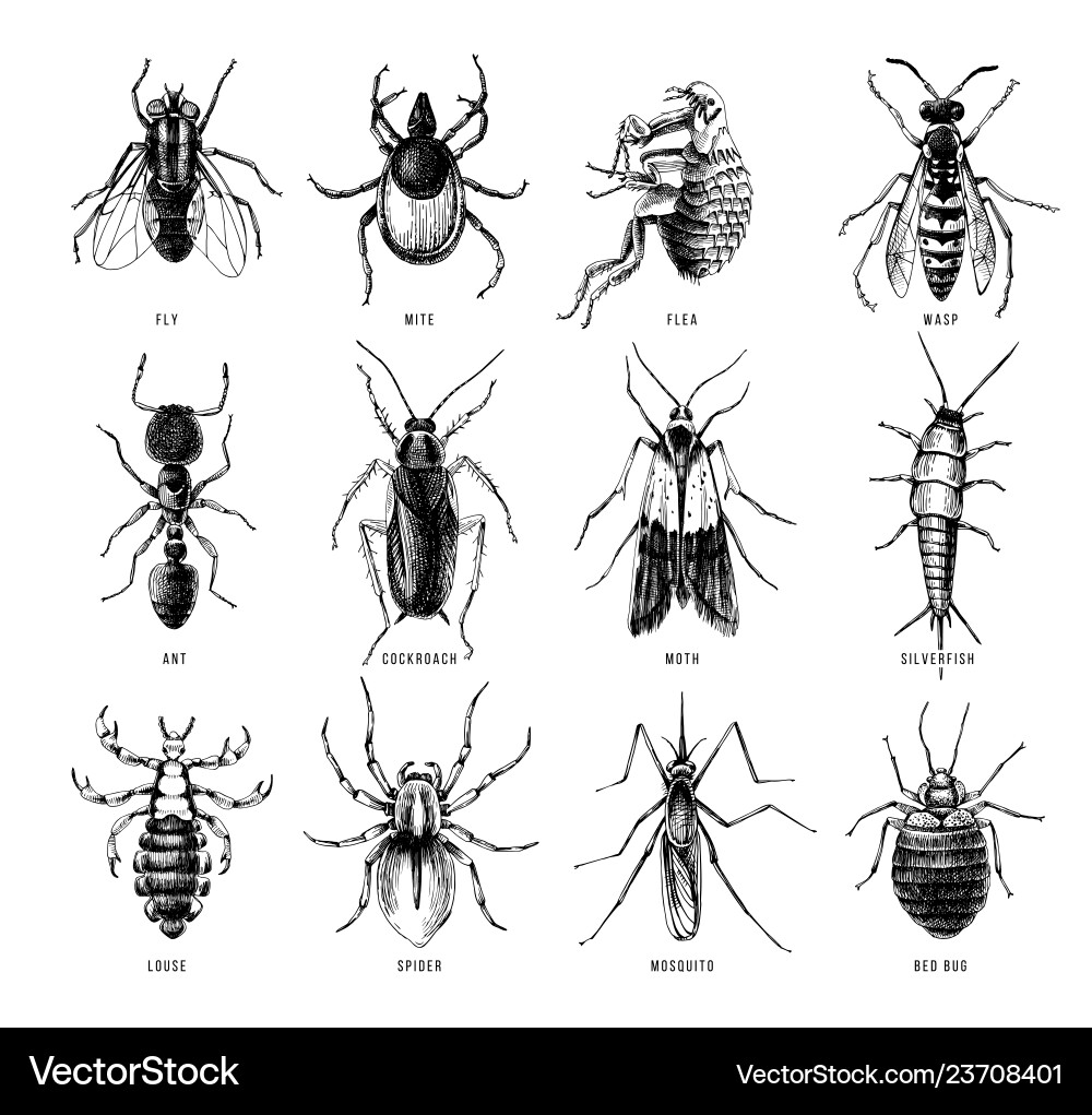 Hand drawn dangerous insects set Royalty Free Vector Image