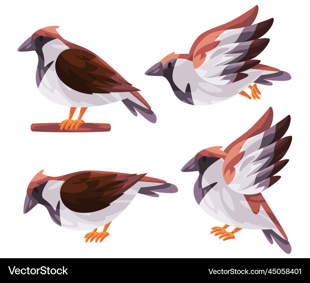 Sparrow bird italian passer poses fly stand Vector Image