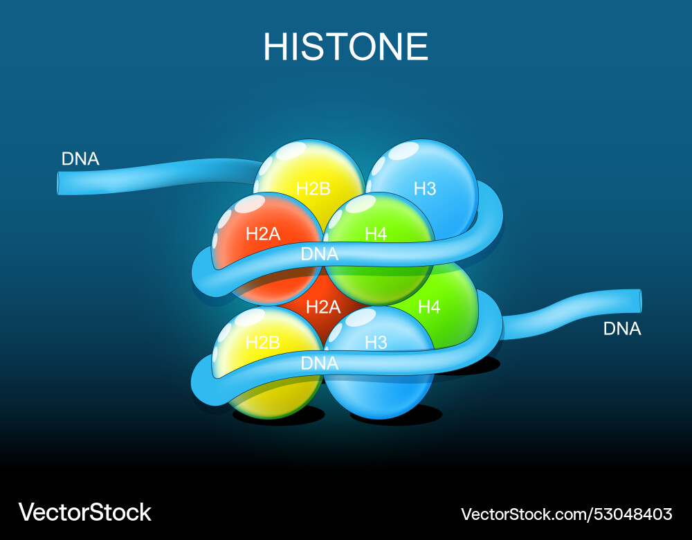 Histone structure Royalty Free Vector Image - VectorStock