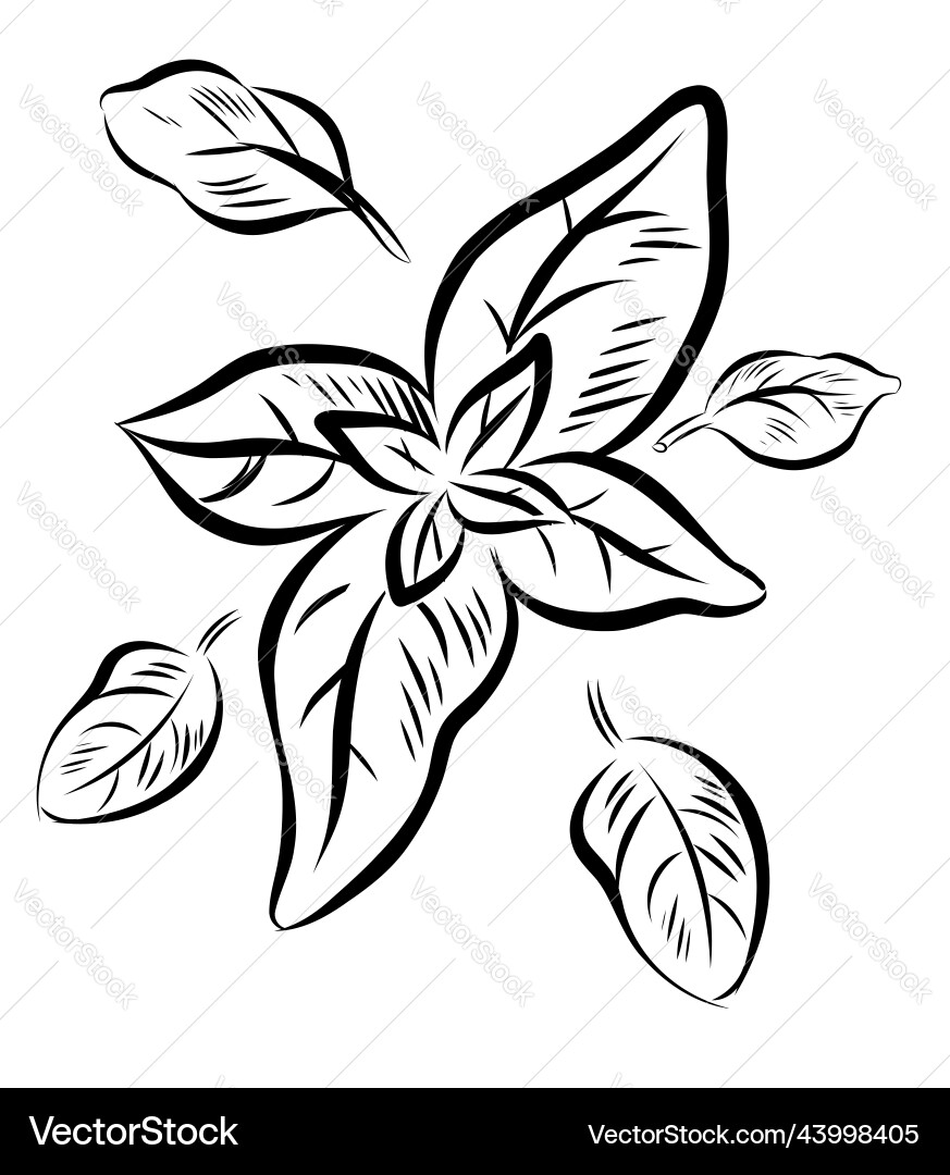 Hand drawn sketch style basil herbal engraved Vector Image