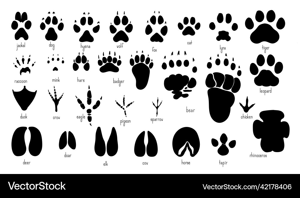 Animal Paw Prints - Diverse Footprints Royalty Free Vector