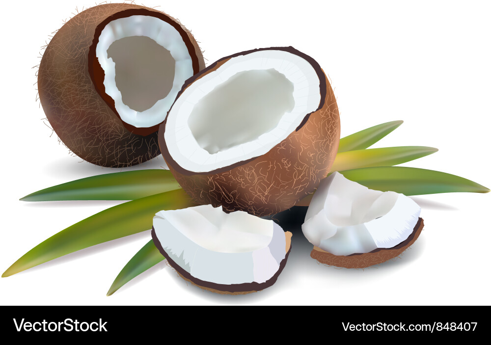 Coconut tropical Royalty Free Vector Image - VectorStock