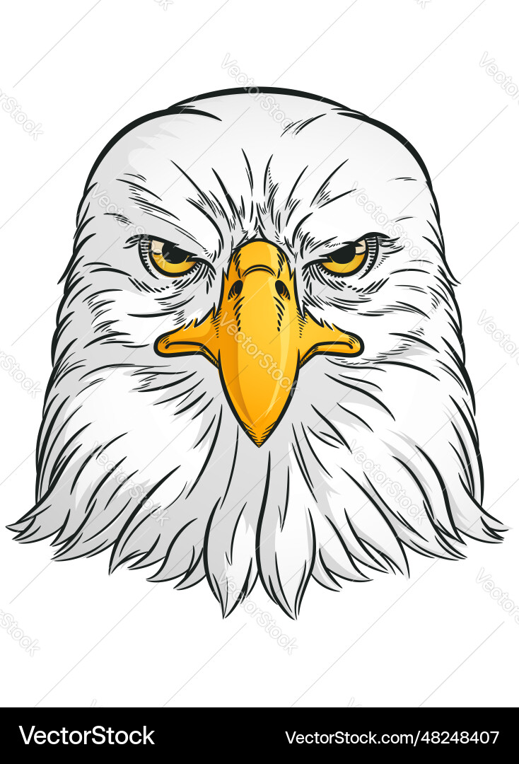 Eagle Head Front Vector Bald Eagle Face Vector Illustration Stock