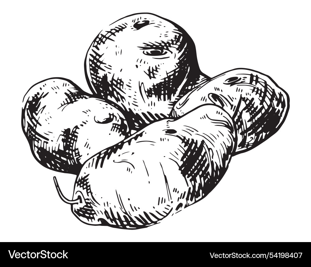 Group potato hand drawn in brush sketch style Vector Image