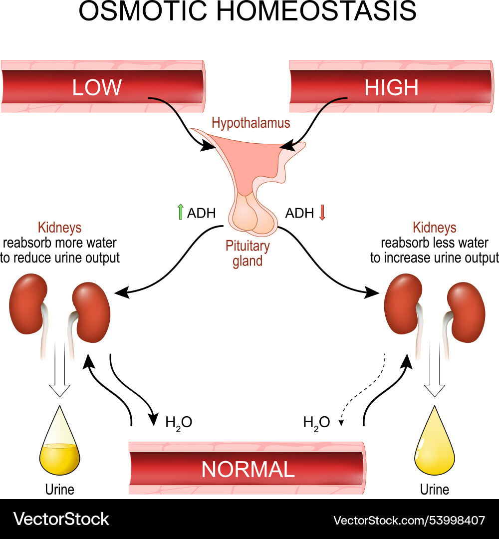 Osmotic balance homeostasis Royalty Free Vector Image