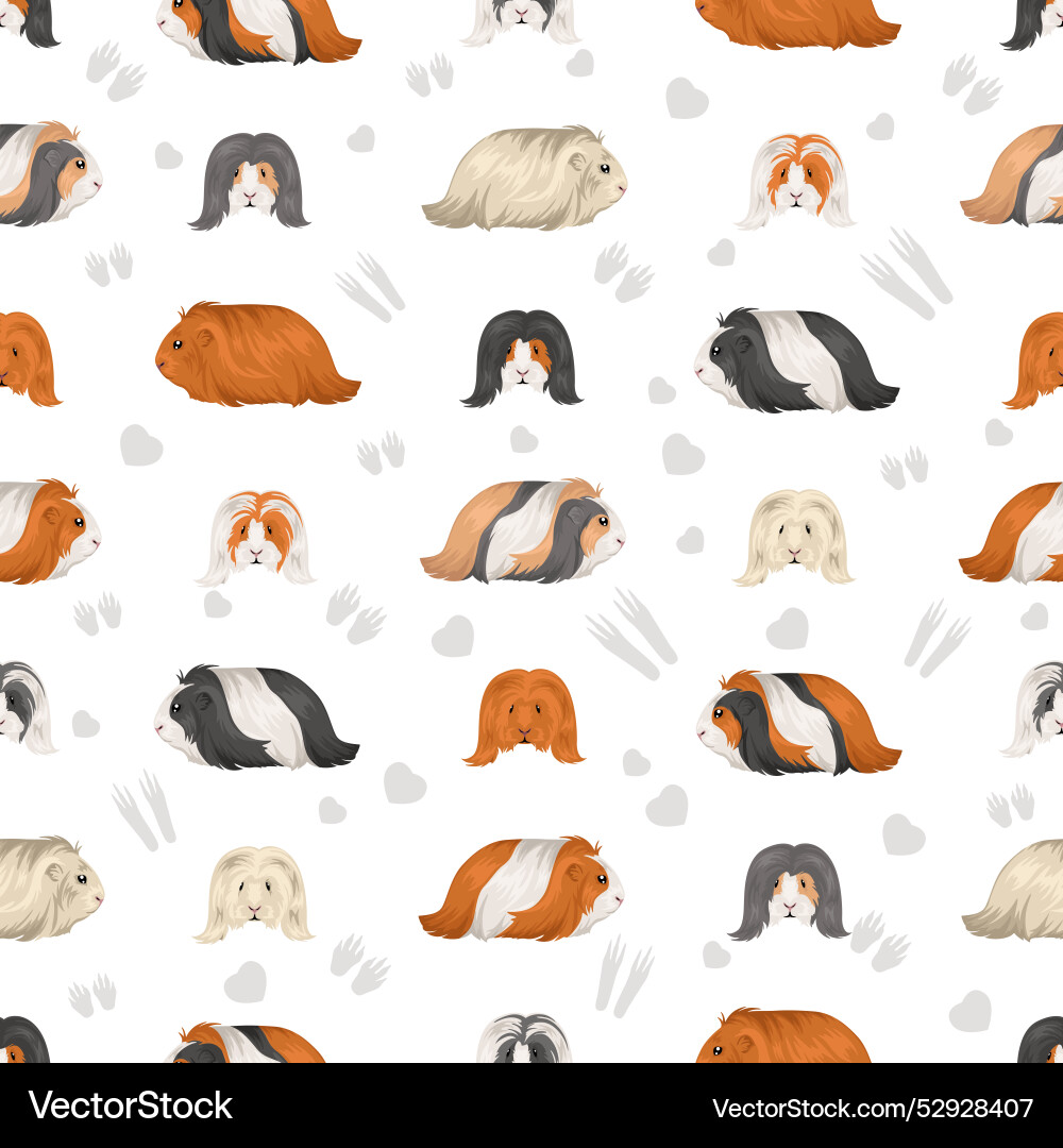 Silkie guinea pig seamless pattern sheltie cavy Vector Image