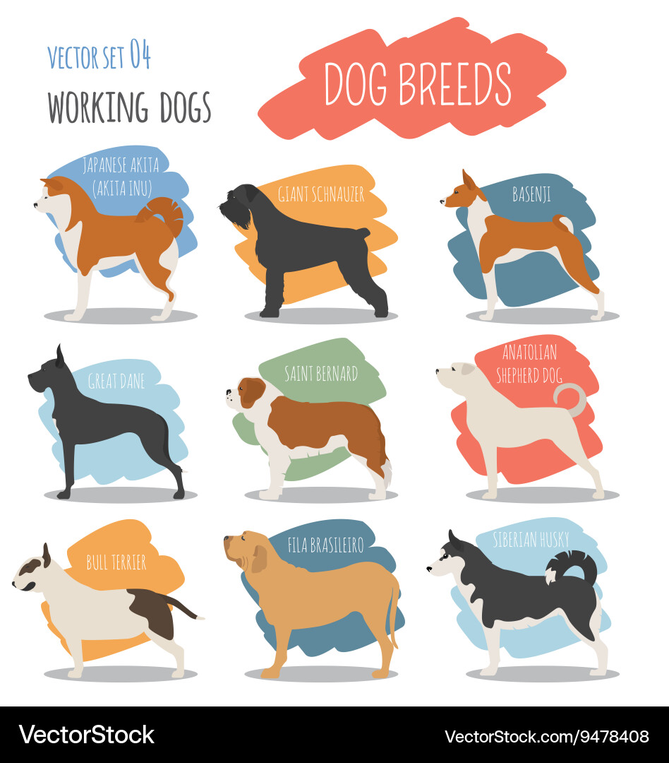 Dog breeds working watching set icon flat Vector Image