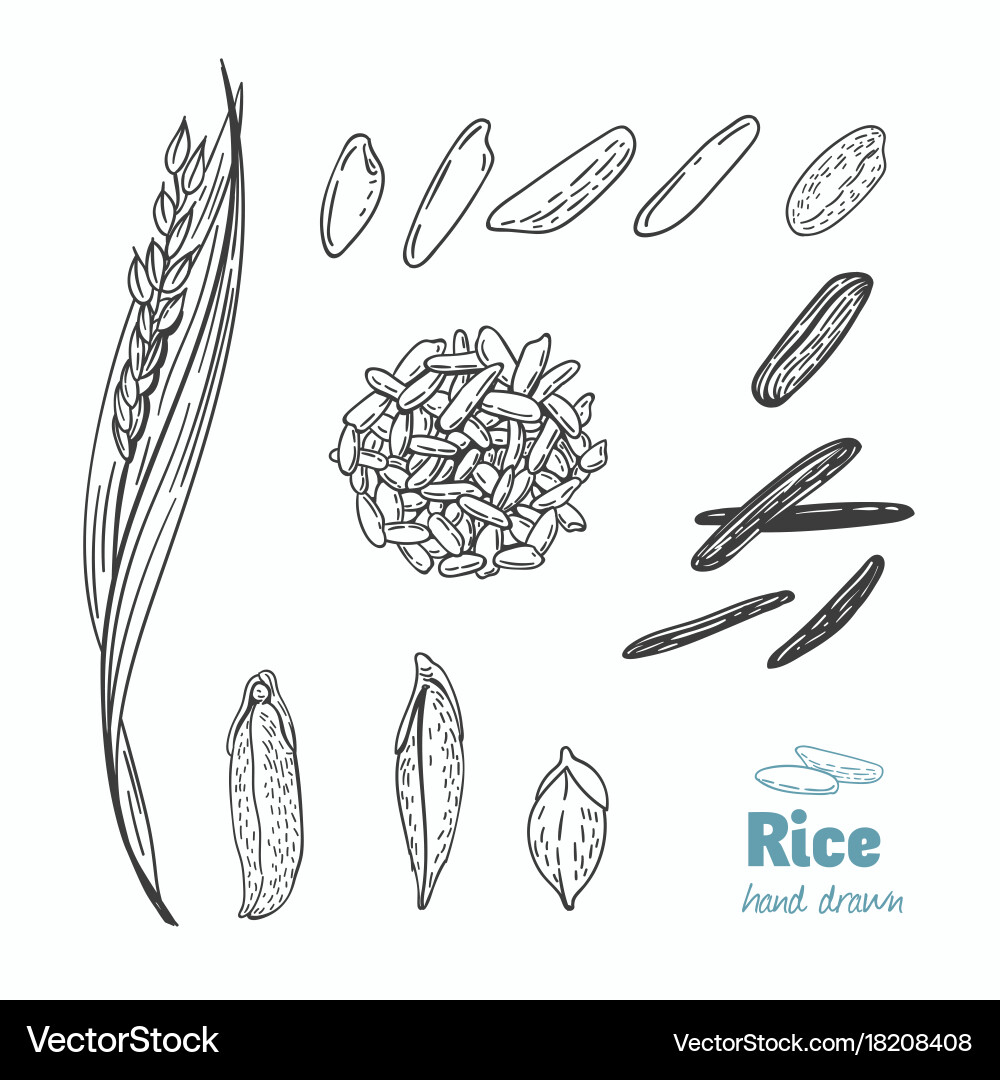 Rice hand drawn Royalty Free Vector Image - VectorStock