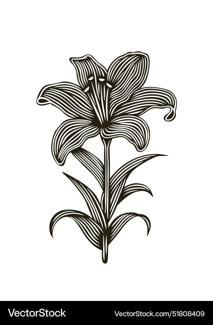 Lilly flower line art Royalty Free Vector Image