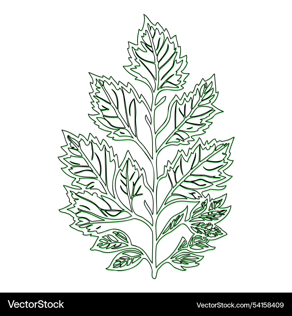 Oak flower outline sketch green Royalty Free Vector Image