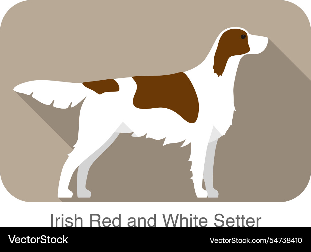 Irish red and white setter terrier standing Vector Image