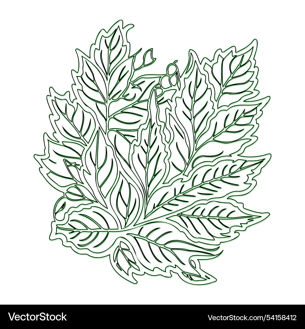 Oak flower outline sketch green Royalty Free Vector Image