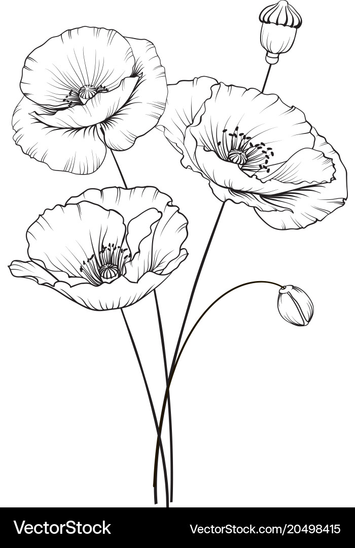 Vintage poppy Royalty Free Vector Image - VectorStock