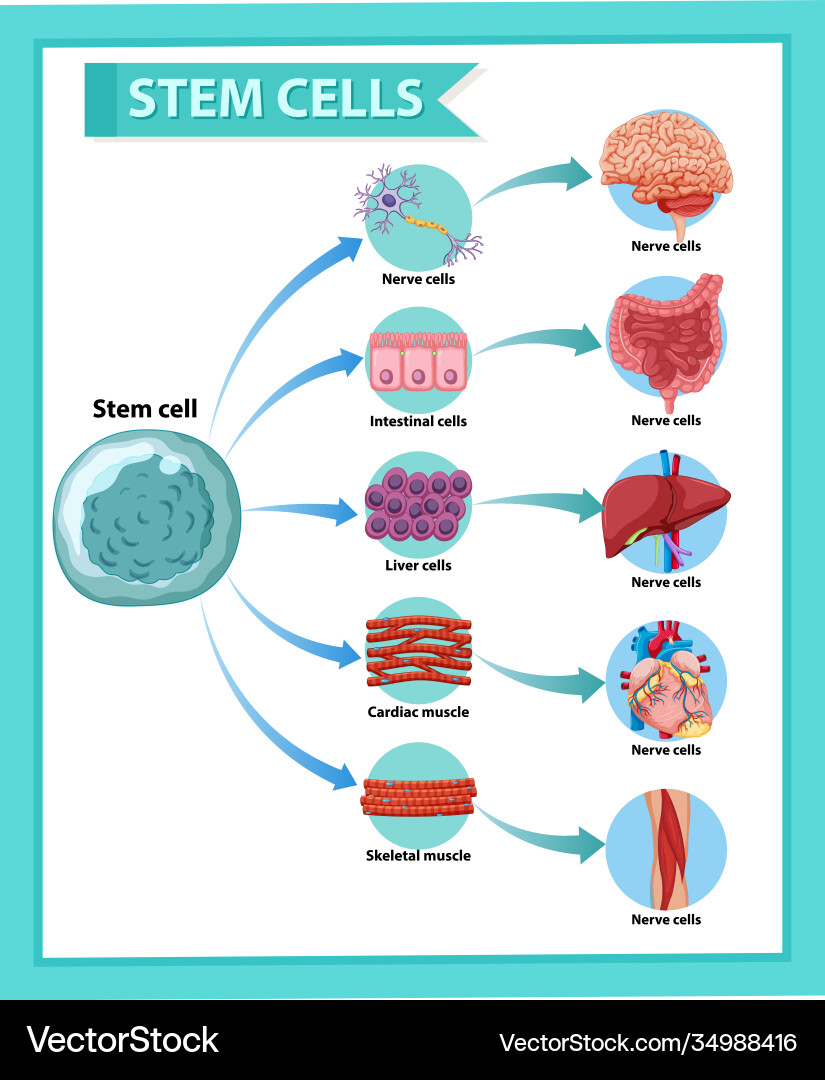 Information poster on human stem cells Royalty Free Vector