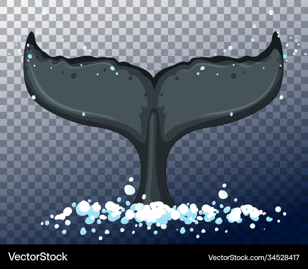 Blue whale tale in water on transparent background