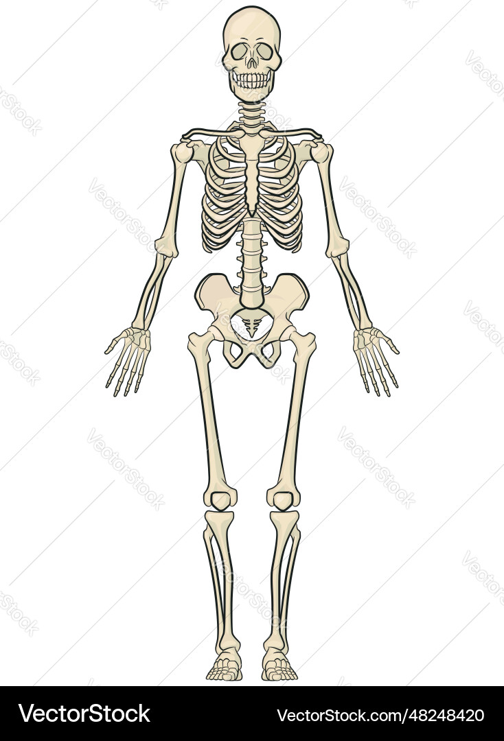 What Is Human Skeleton In Anatomy - Infoupdate.org