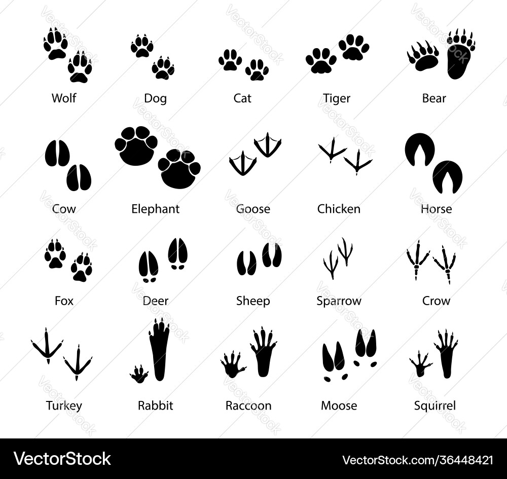 Animals and birds feet tracks trails set Vector Image