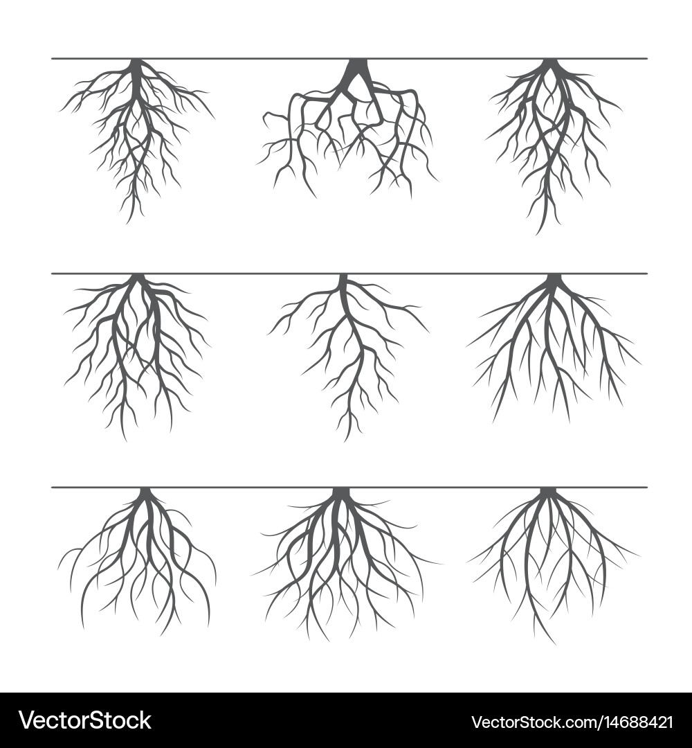 Collection of grey roots Royalty Free Vector Image