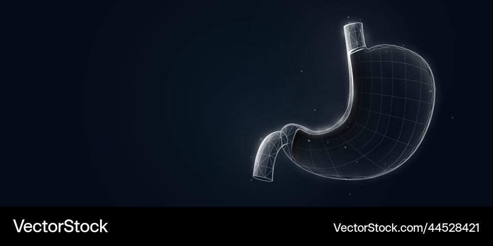 Human stomach healthcare 3d wireframe and low Vector Image