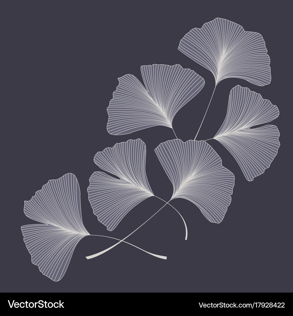 Ginkgo biloba leaves Royalty Free Vector Image