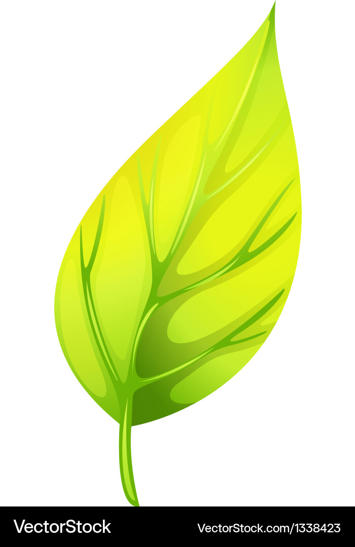 A pointed leaf Royalty Free Vector Image - VectorStock