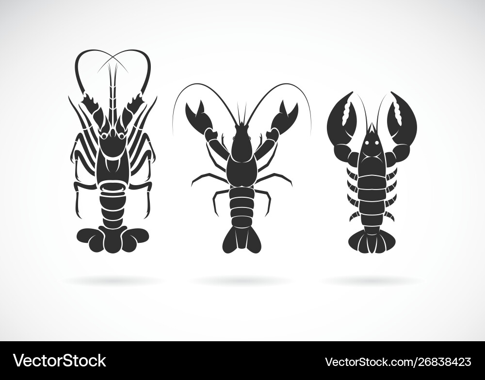 Group lobster design on white background sea Vector Image