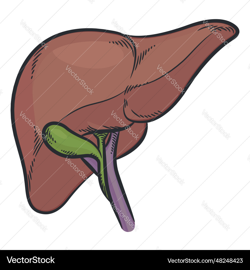 Human liver organ hepatic digestion system Vector Image