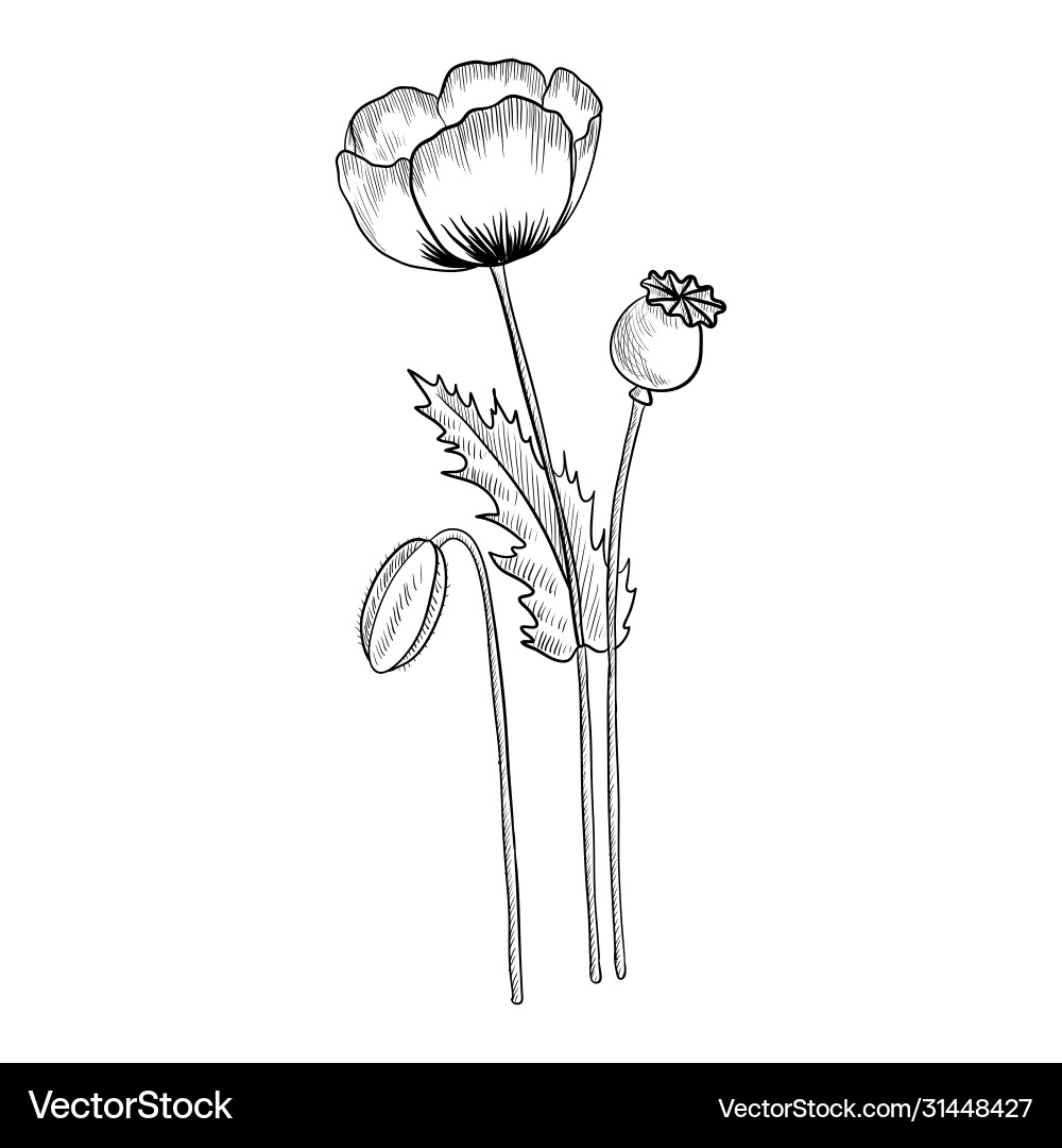 Drawing opium poppy Royalty Free Vector Image - VectorStock