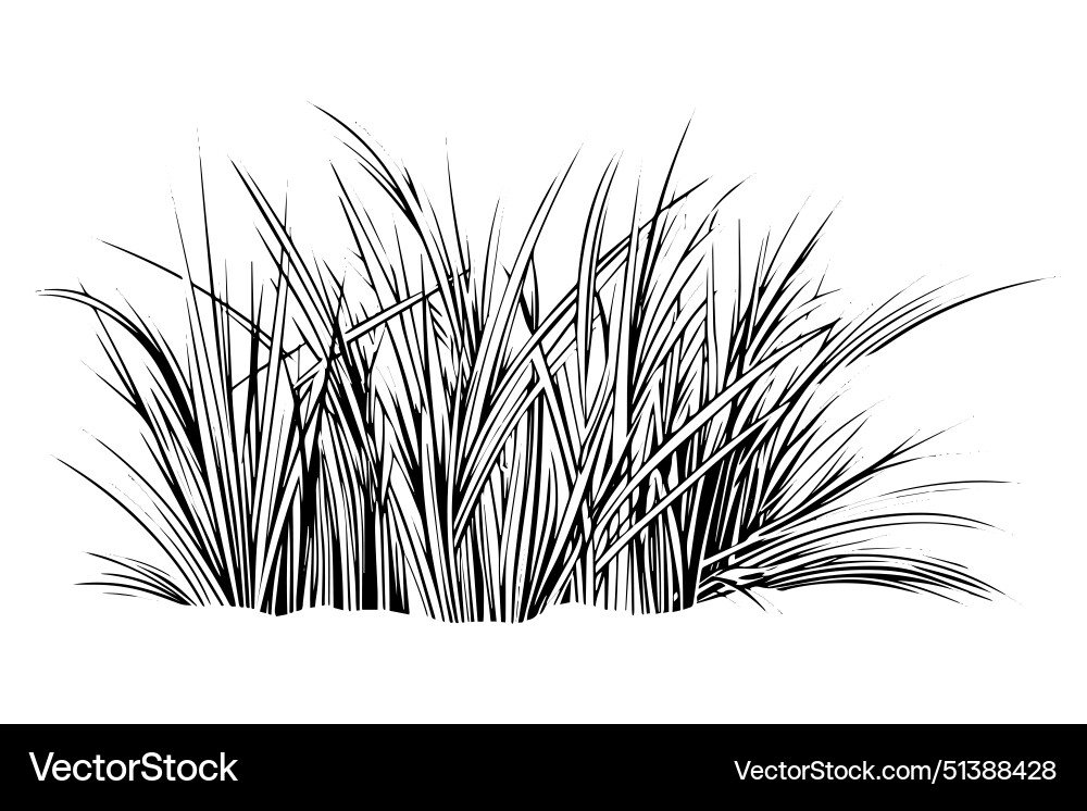 Black grass sketch in vintage style on white Vector Image