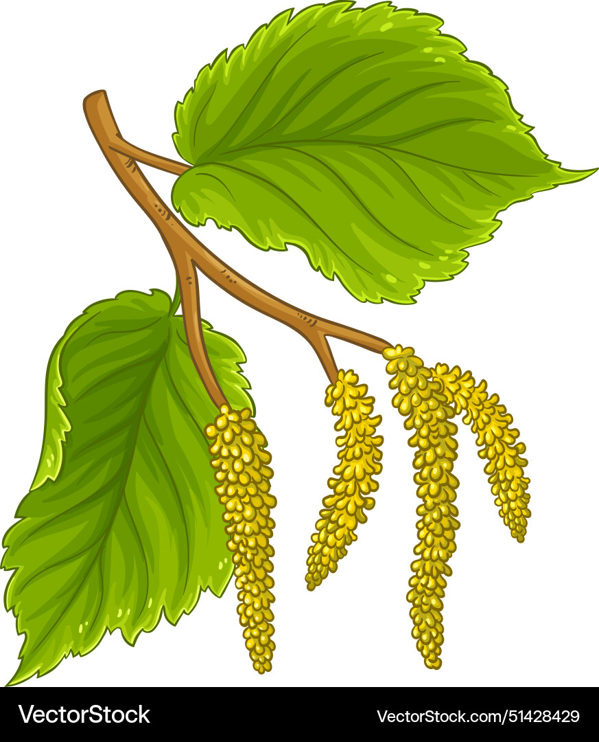 Hazelnut branch colored detailed Royalty Free Vector Image
